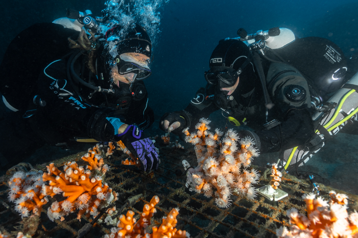 | Aquarium Lyon / Coral Guardian : une association au service des coraux