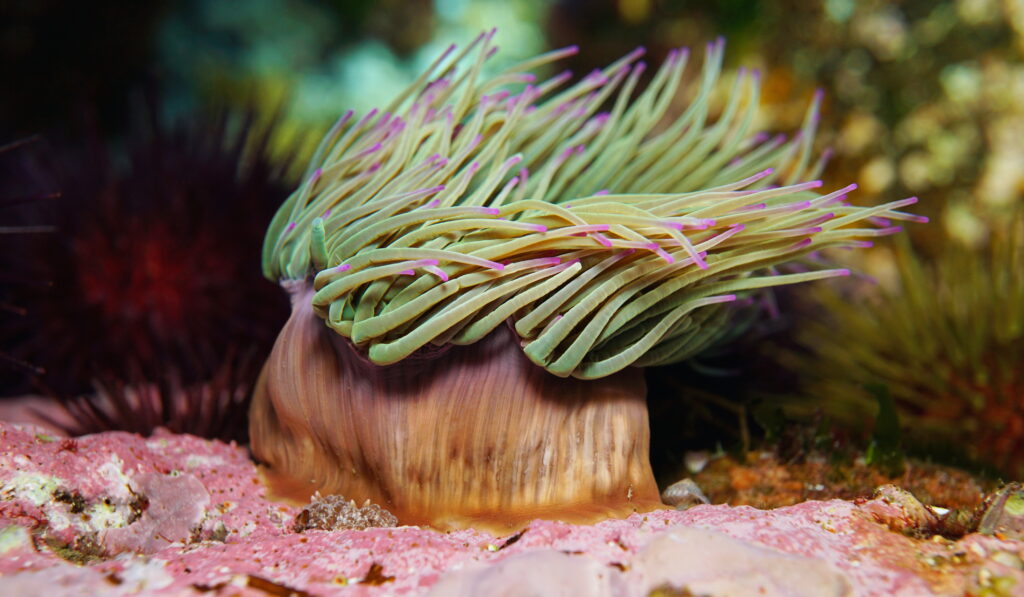 L'Anémone Verte - Aquarium Lyon