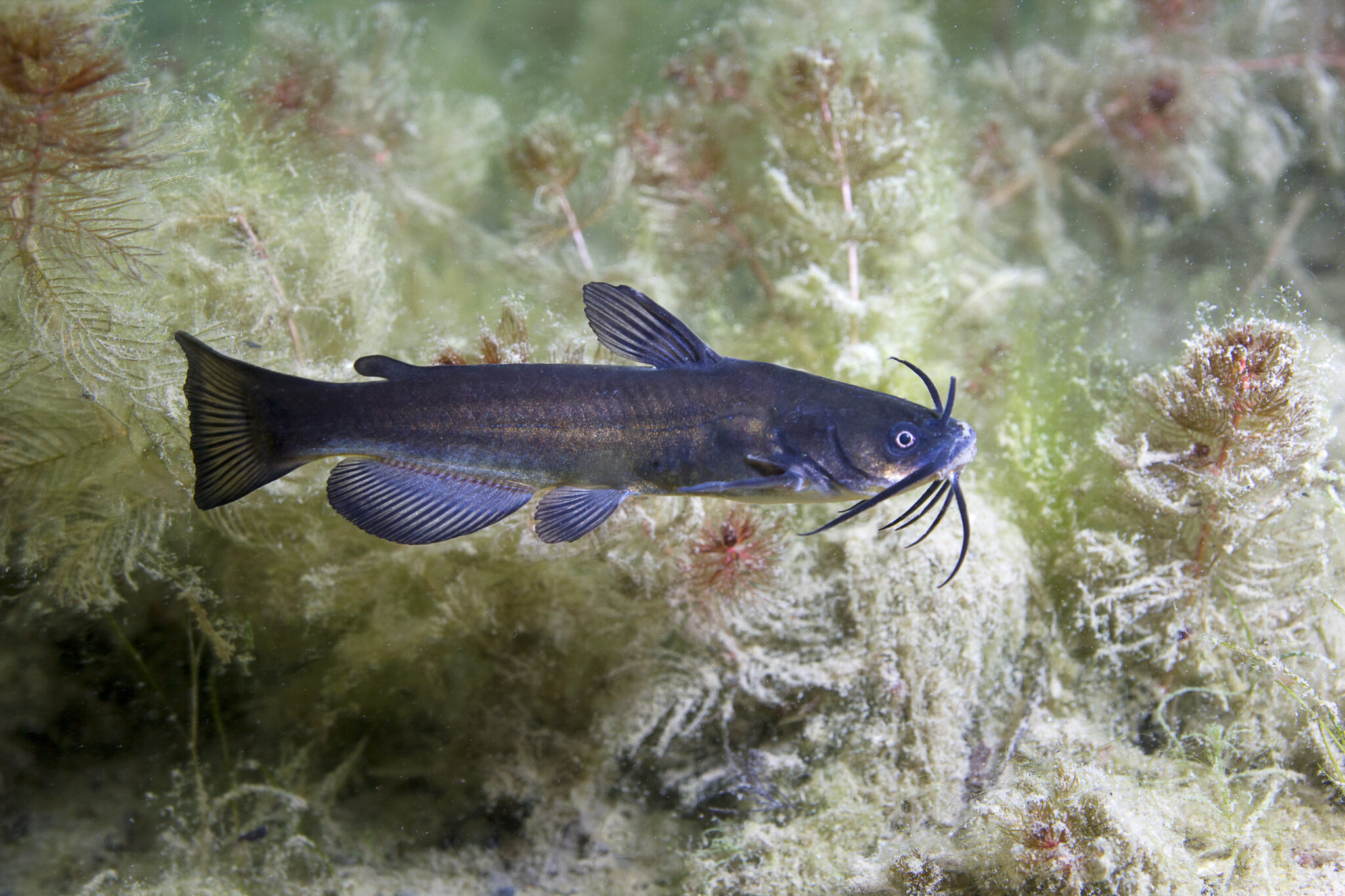 Le Poisson Chat - Aquarium Lyon